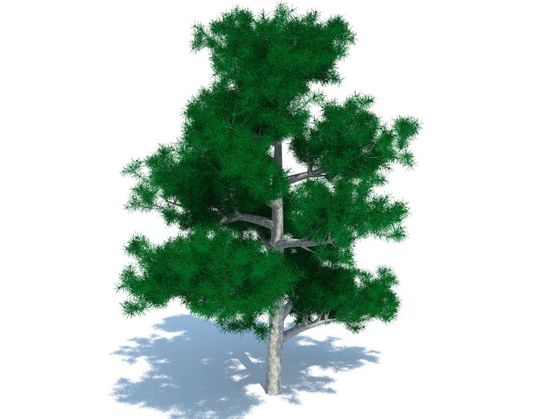 realistic pine tree 3d model