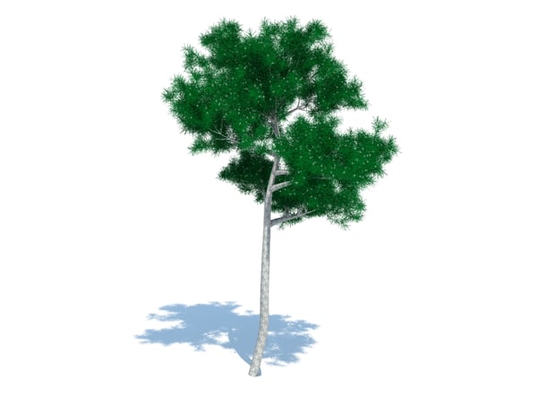 Free 3D Pine-Trees Models | TurboSquid