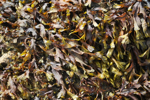 Texture JPEG seaweed sea weed