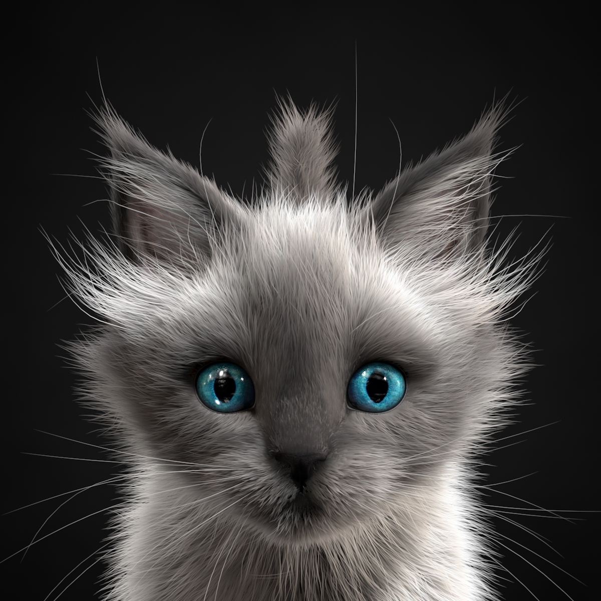 c4d kitten white