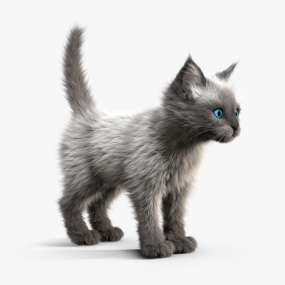 c4d kitten white