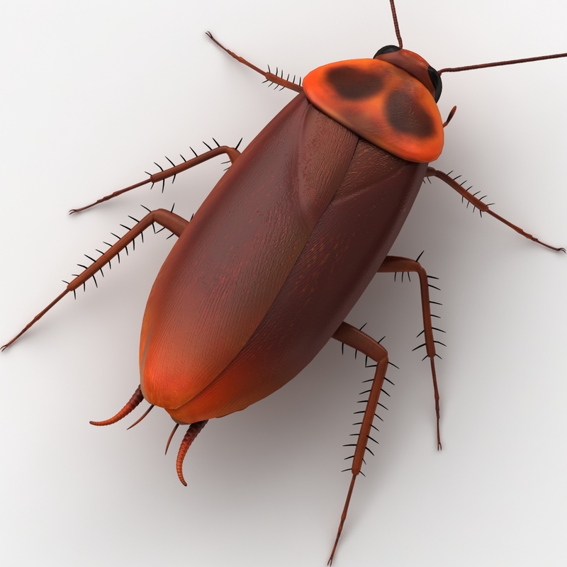 dugm05 cockroach 3d model