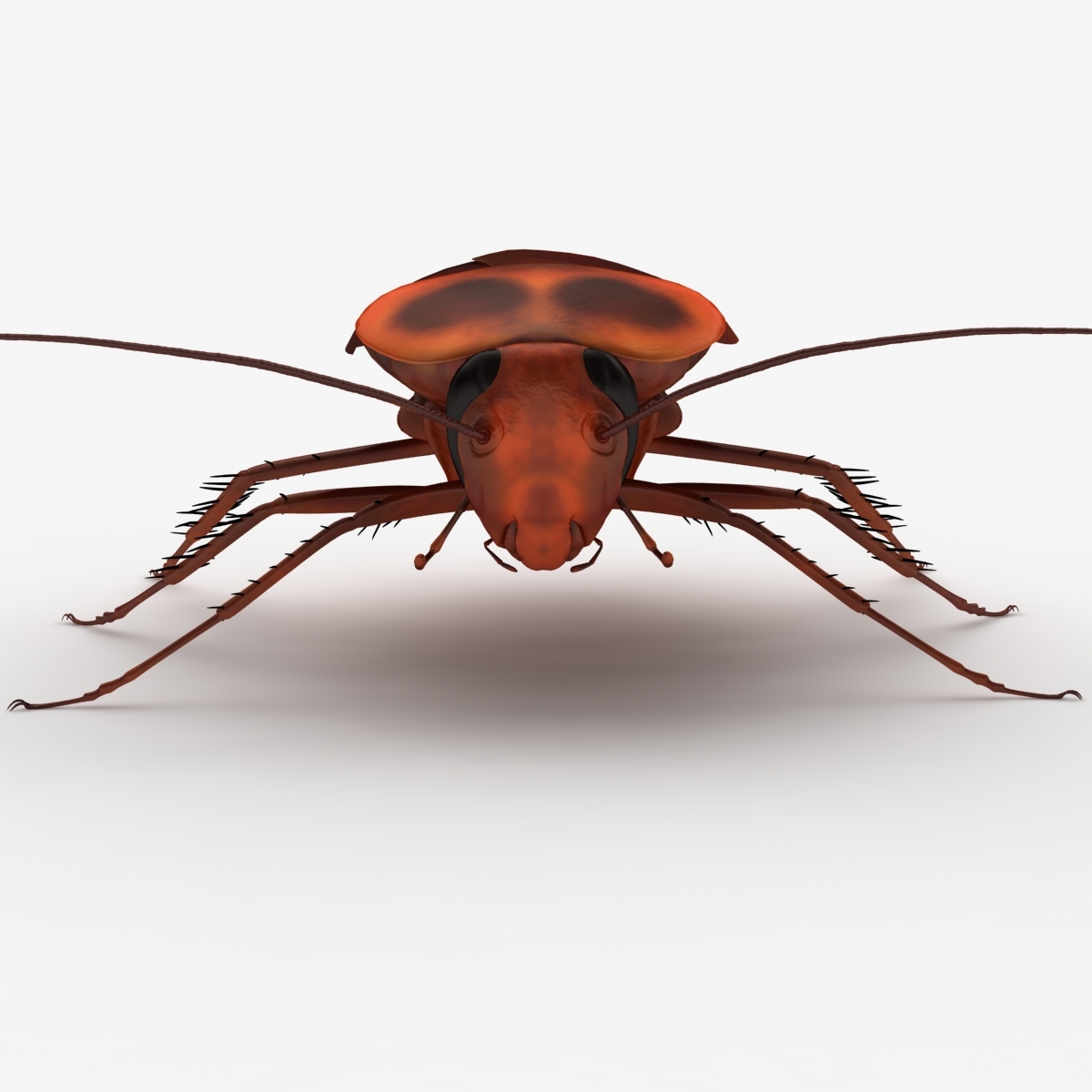 dugm05 cockroach 3d model