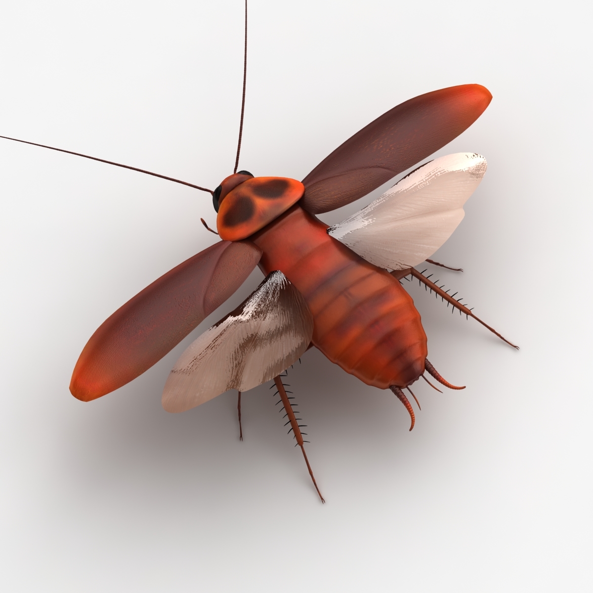 dugm05 cockroach 3d model