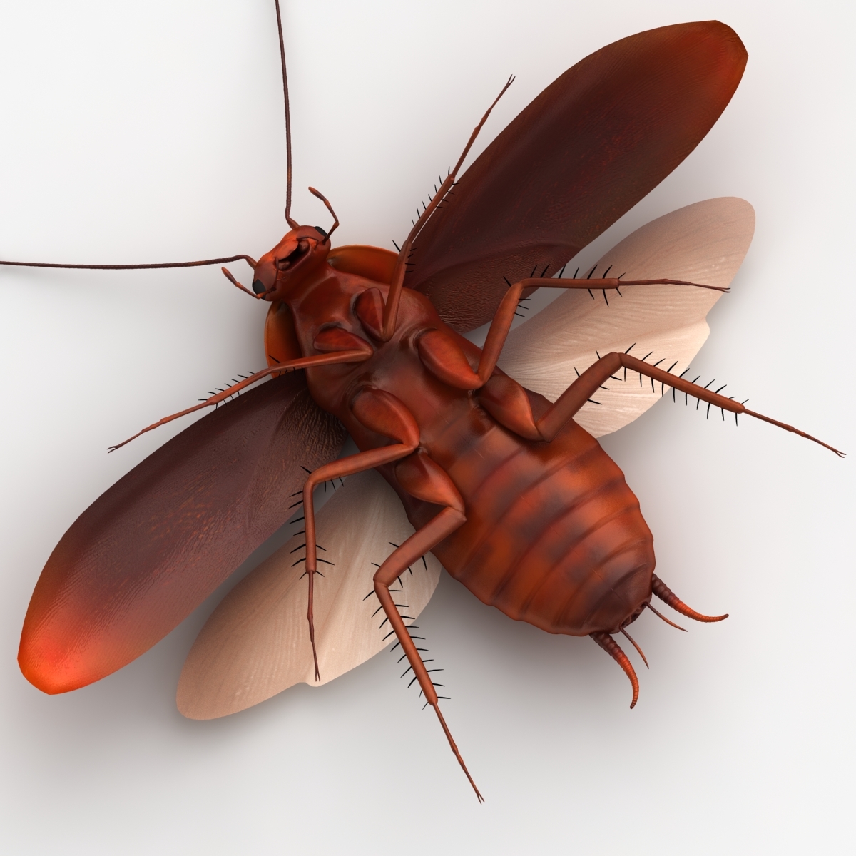 dugm05 cockroach 3d model