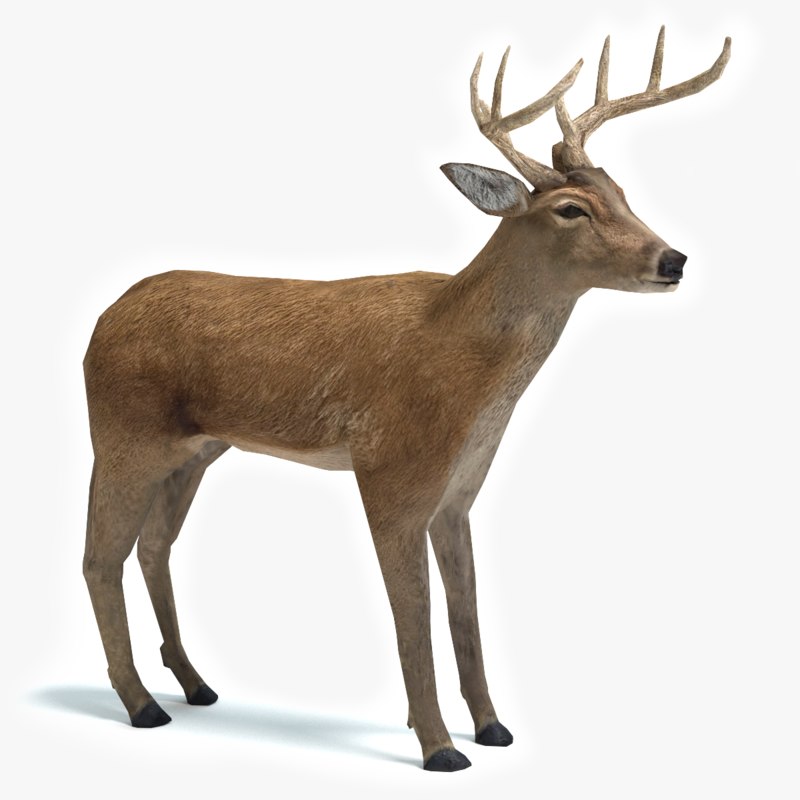 deer 3d model
