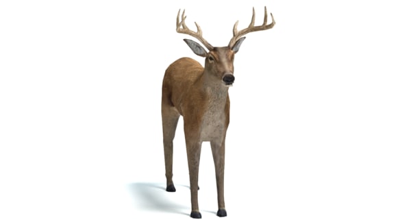 deer 3d model