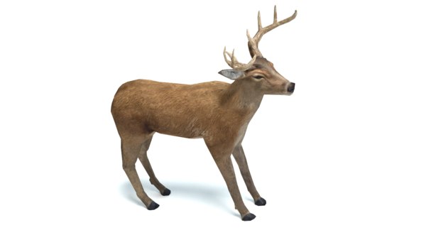 deer 3d model