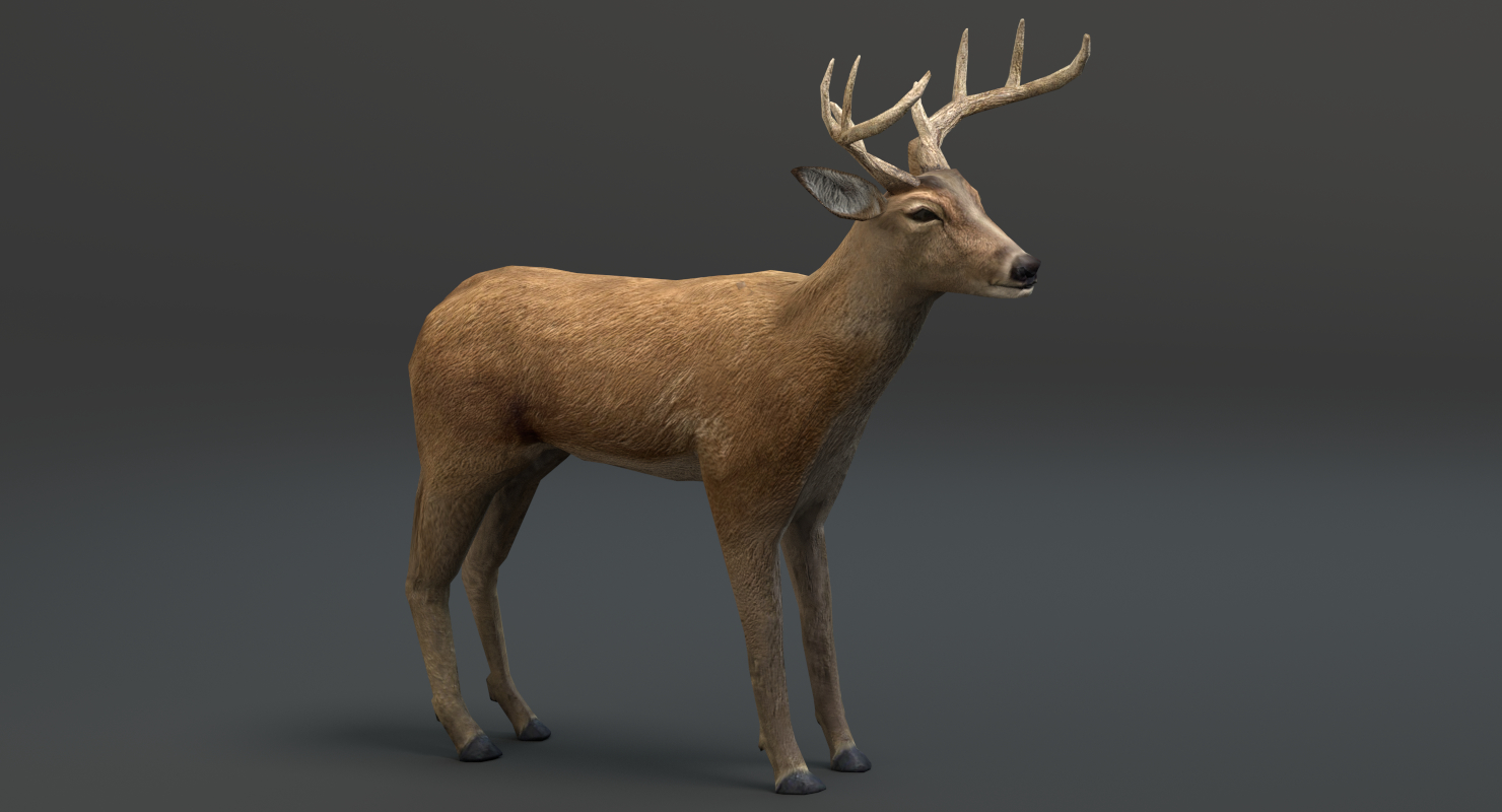 deer 3d model