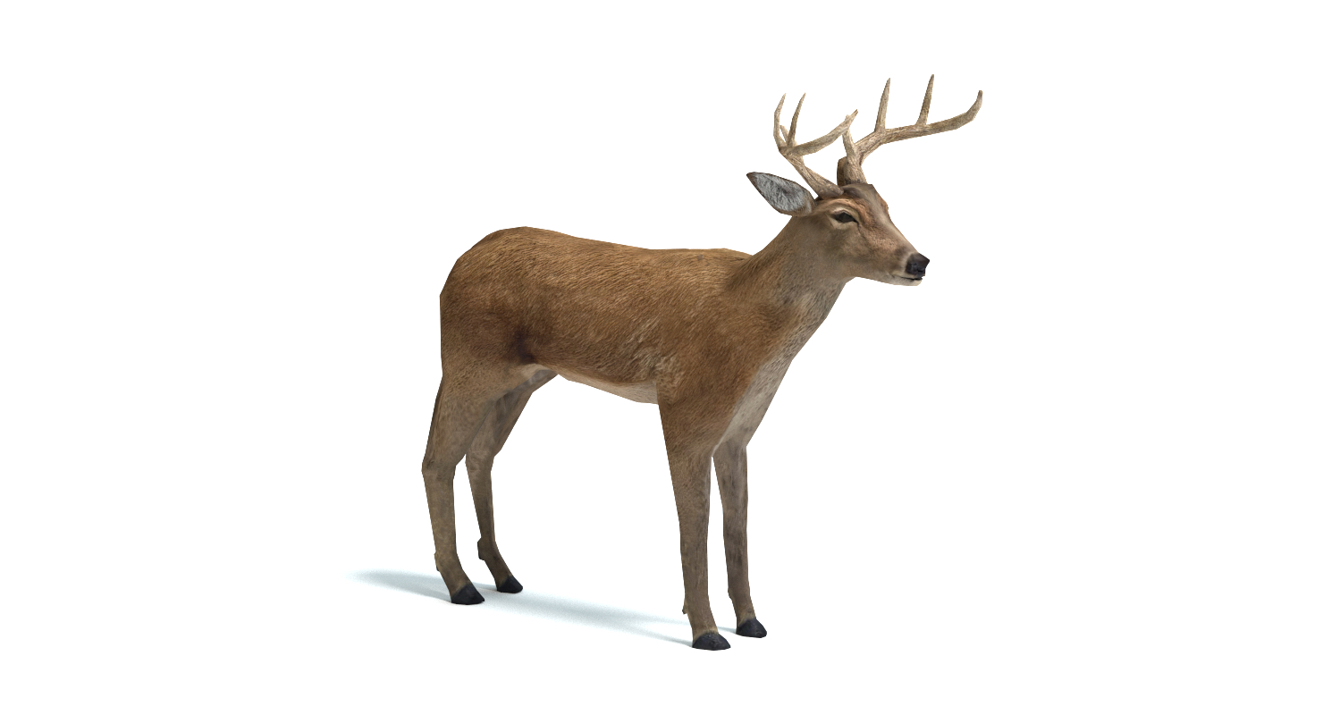 deer 3d model