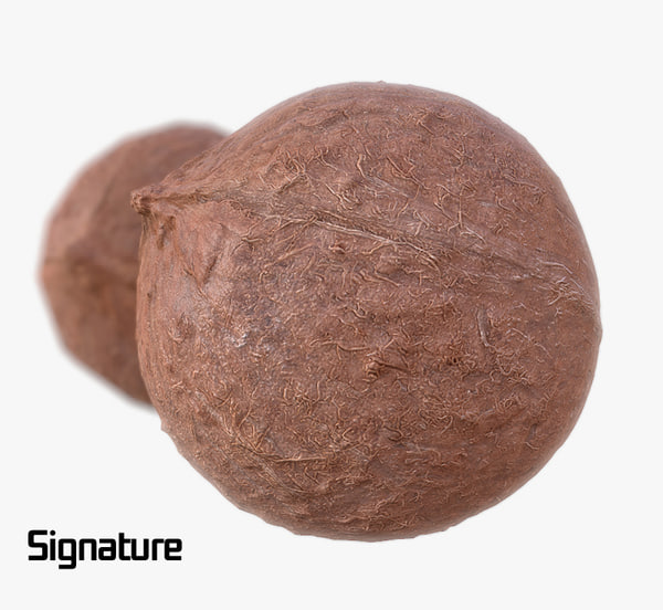 3D Coconut Models | TurboSquid