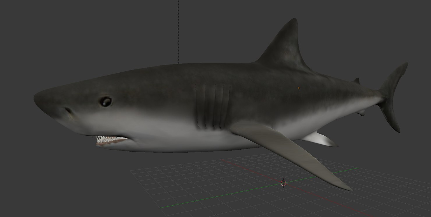 3d model shark ready