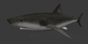Shark Blender Models for Download | TurboSquid