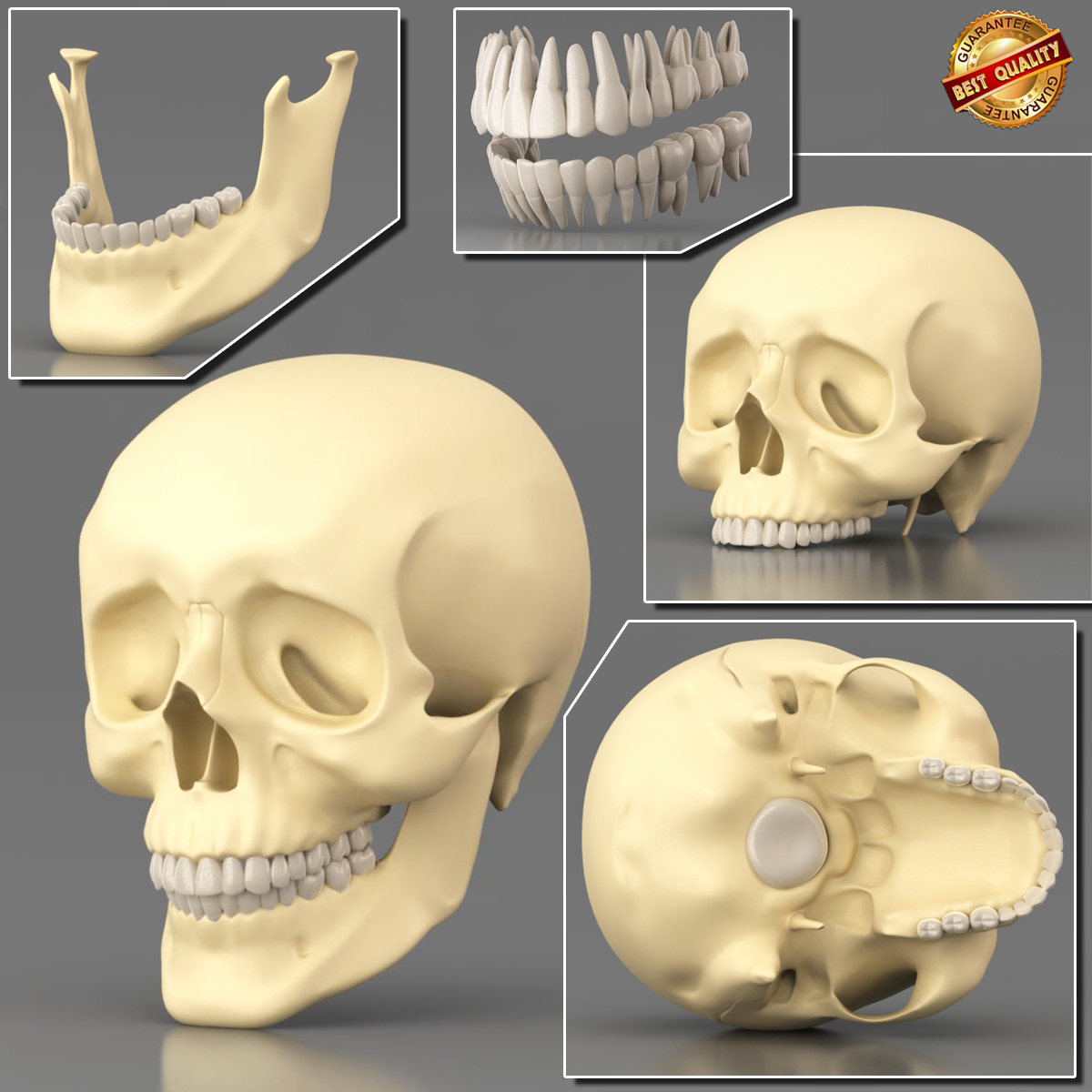 anatomy medical science 3d x