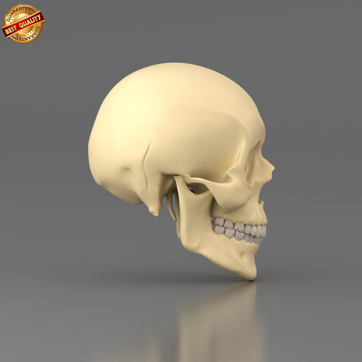 anatomy medical science 3d x