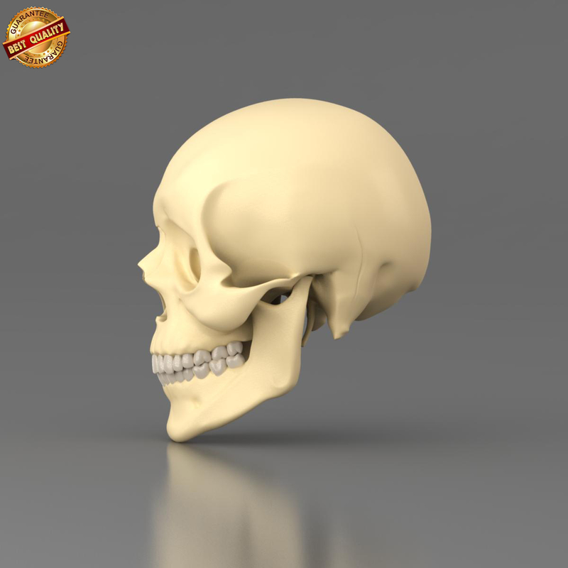 anatomy medical science 3d x