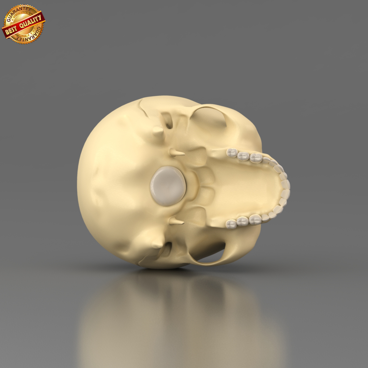 anatomy medical science 3d x