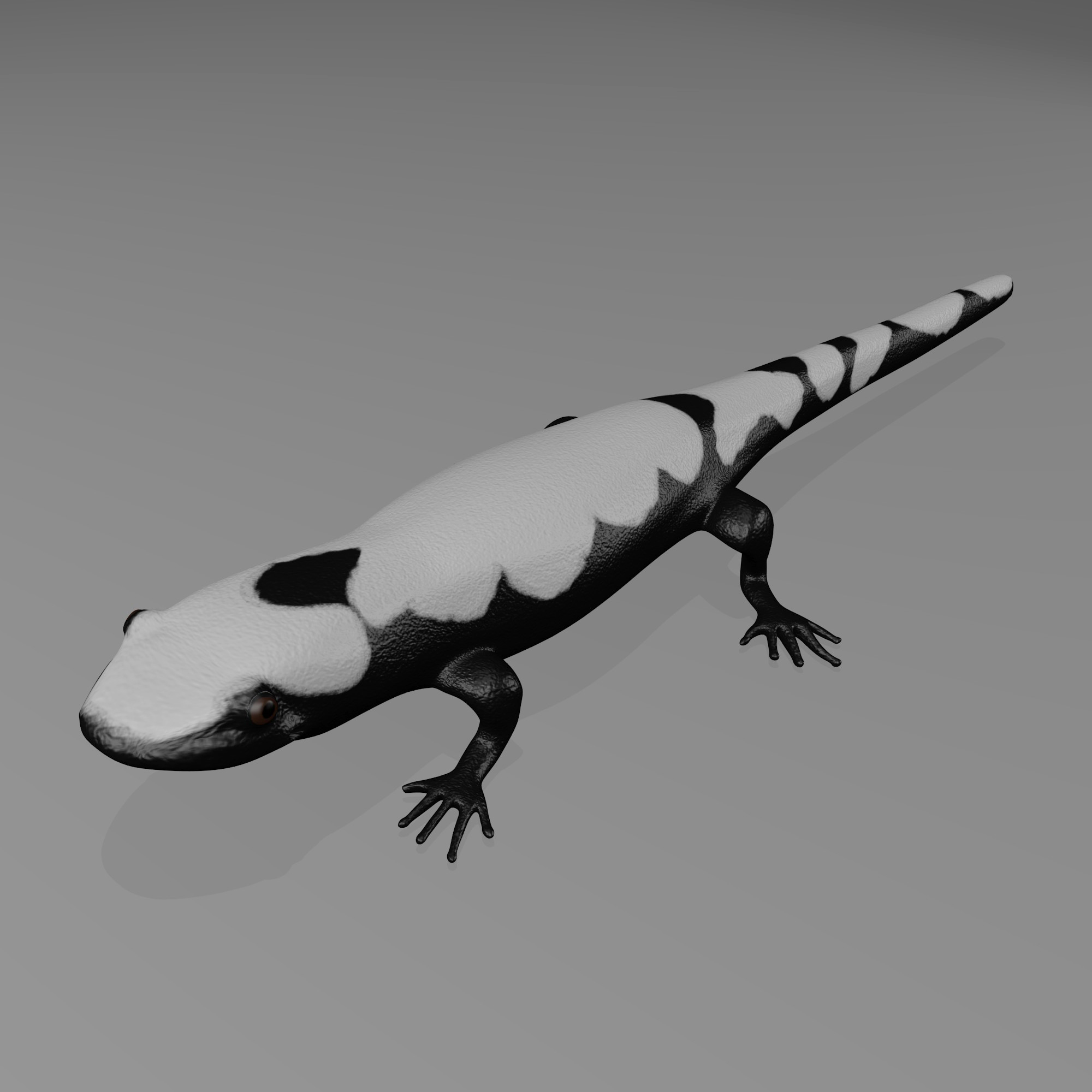 marbled salamander 3d model