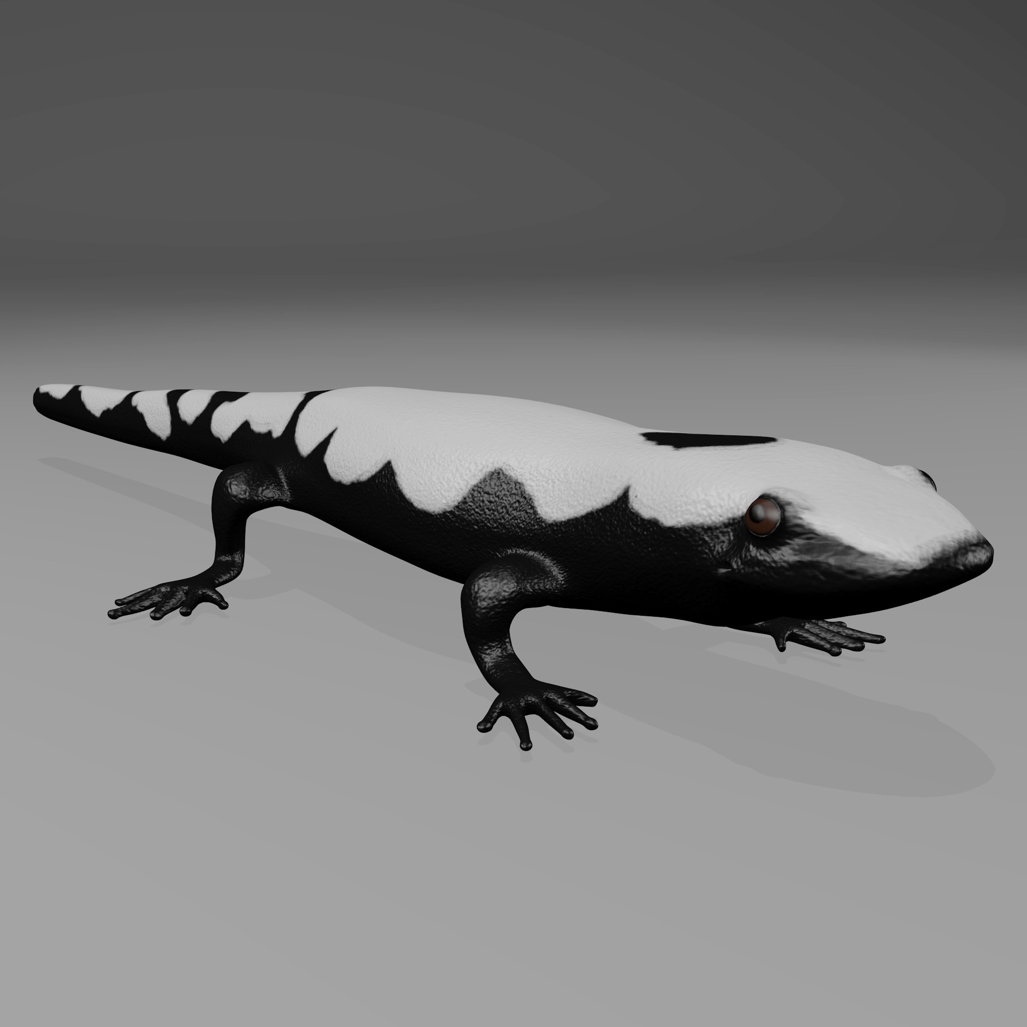 marbled salamander 3d model