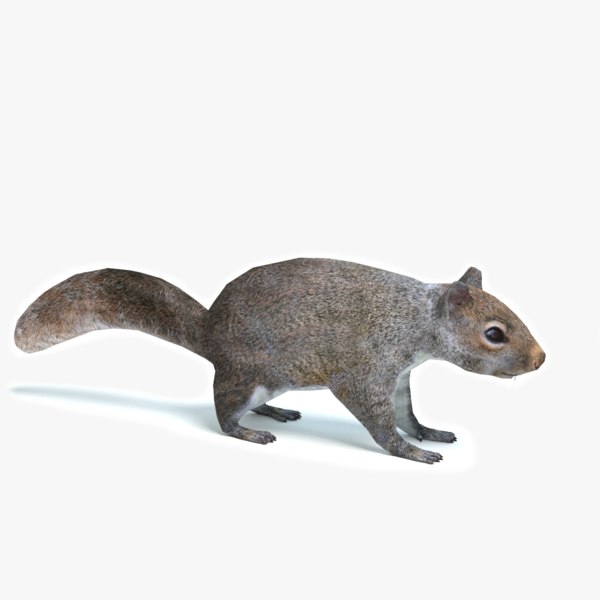 Squirrel 3D Models for Download | TurboSquid