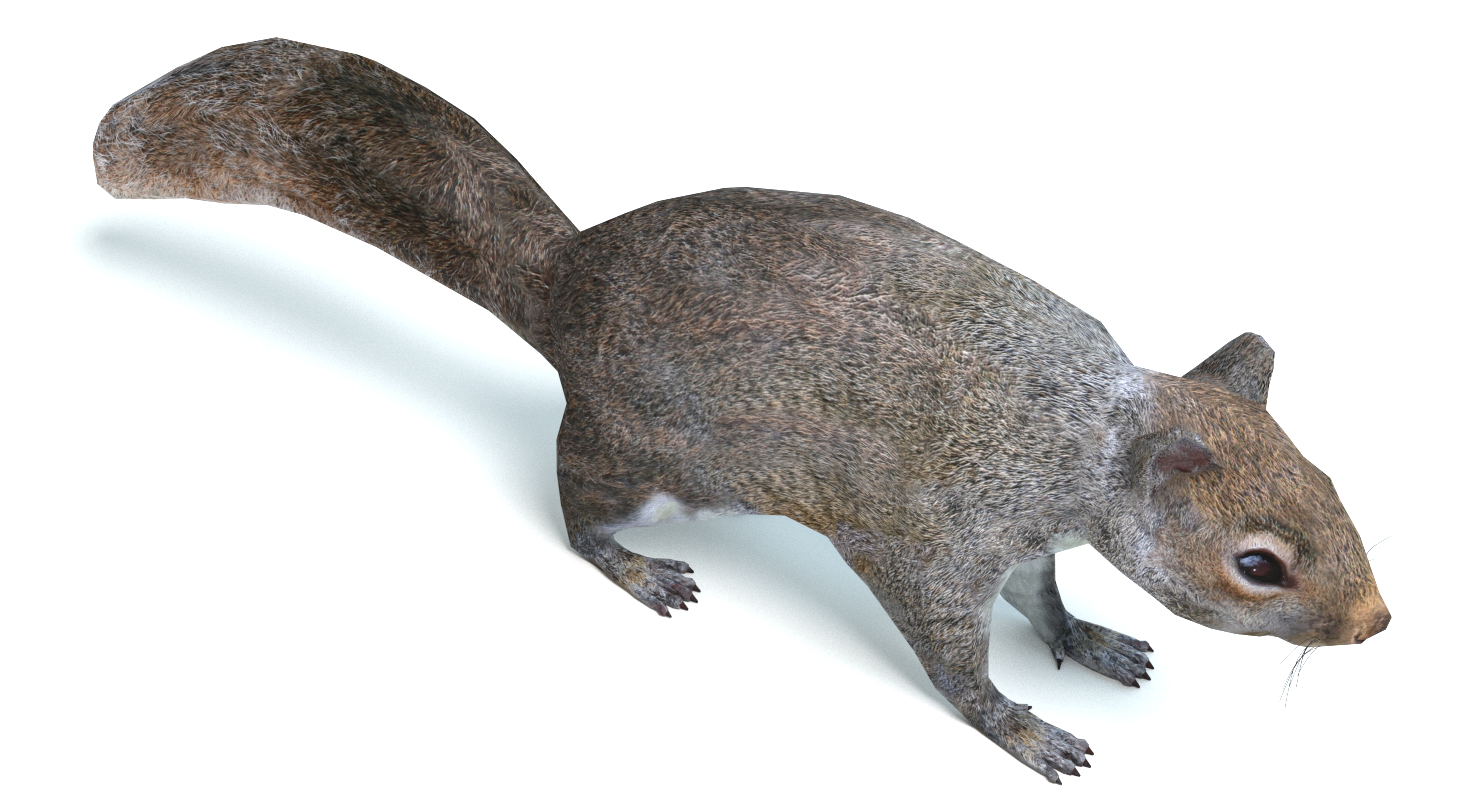 squirrel 3d model