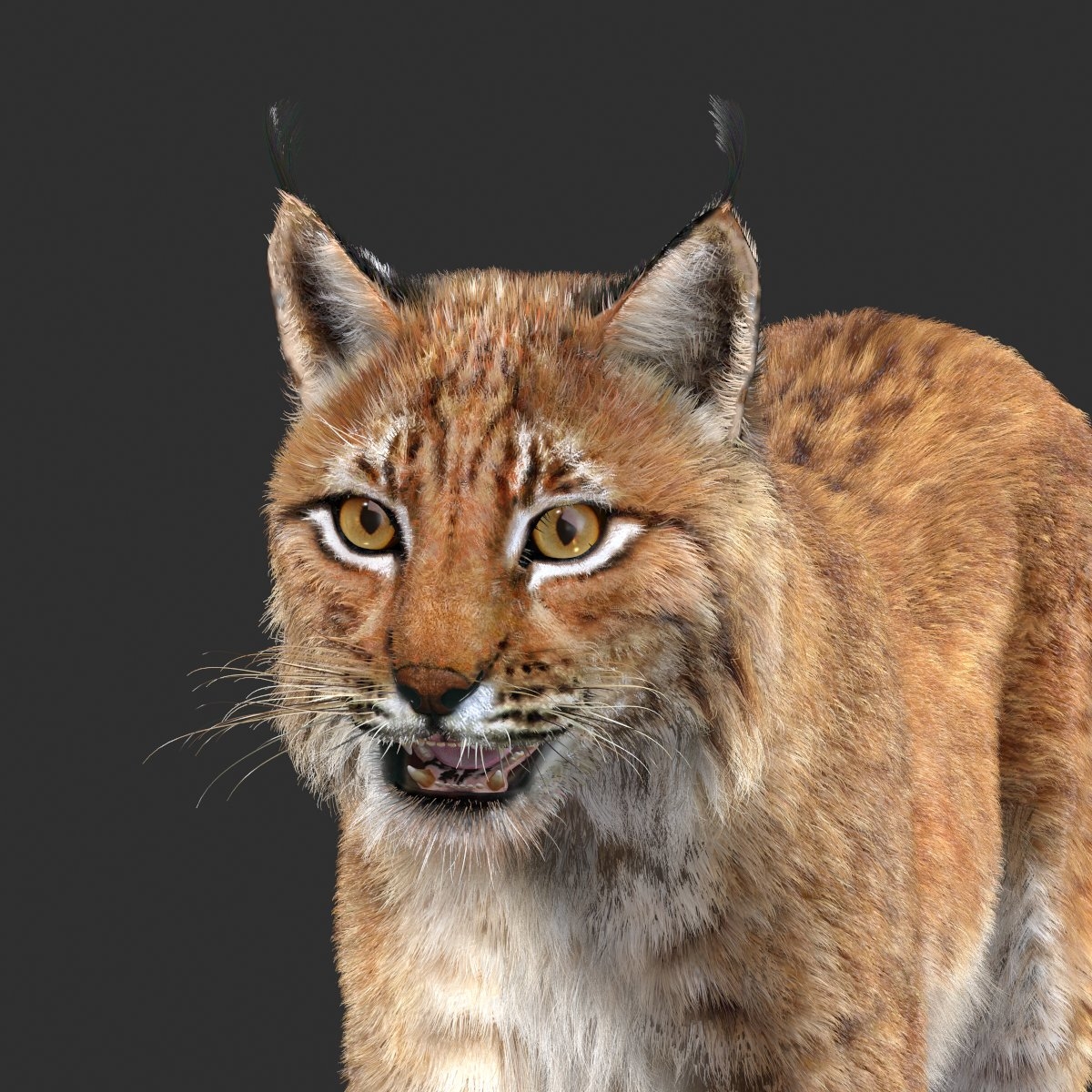 eurasian lynx fur 3d model