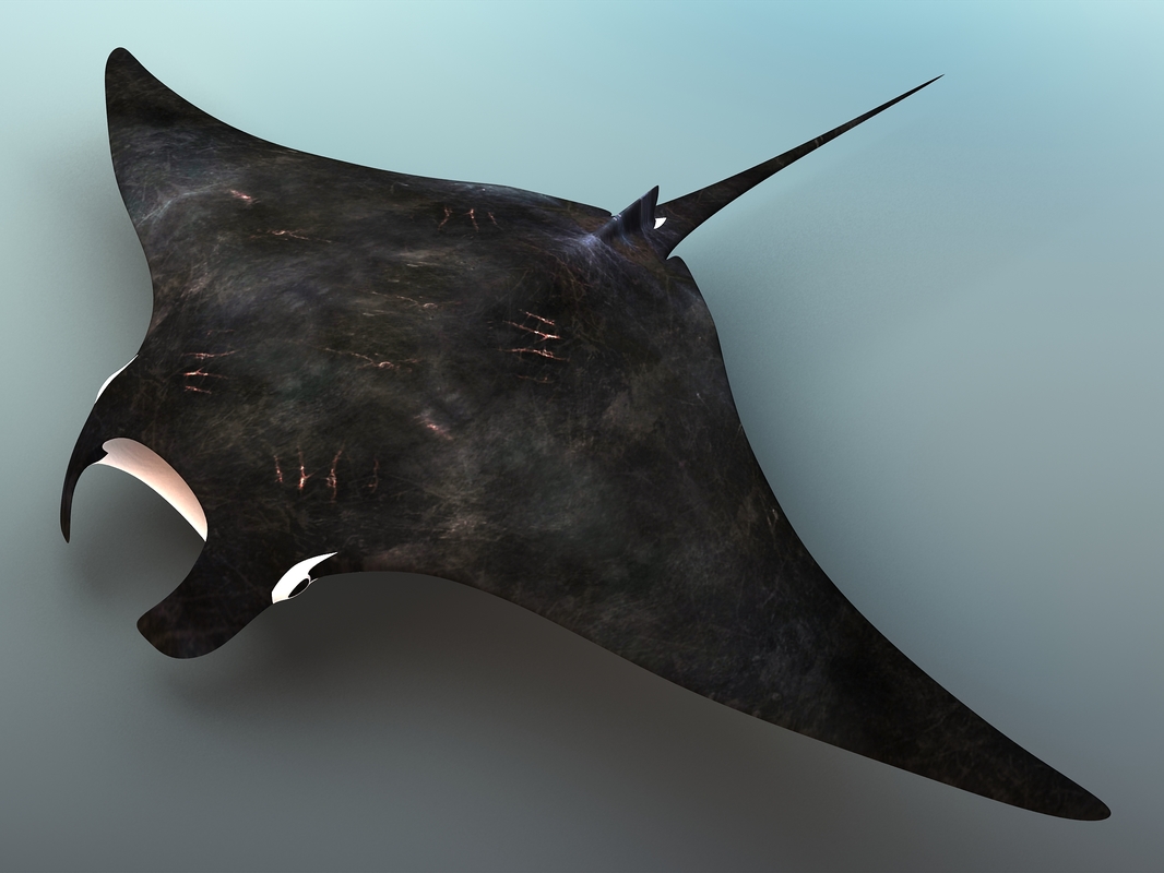 3d manta rays