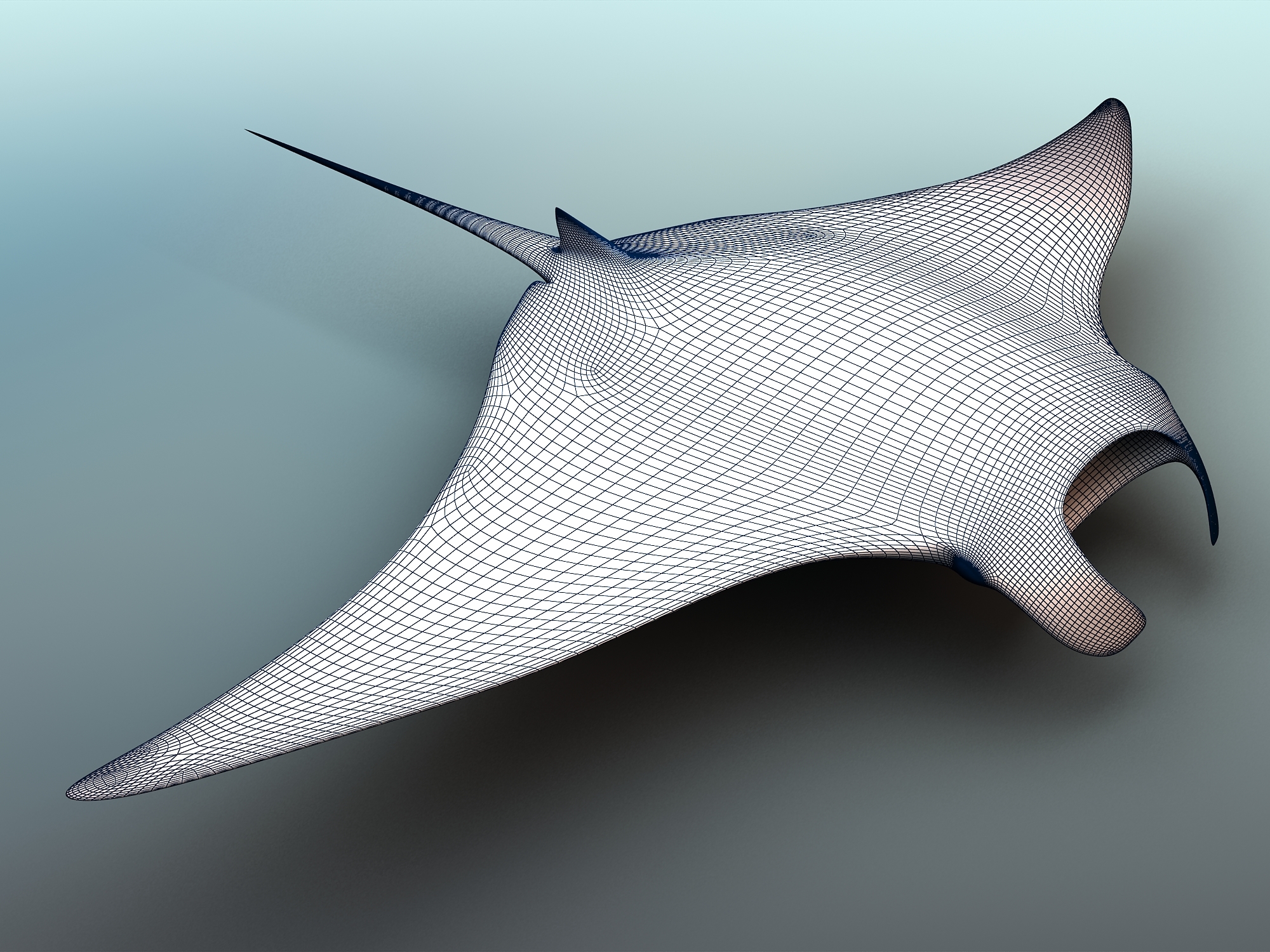 3d manta rays