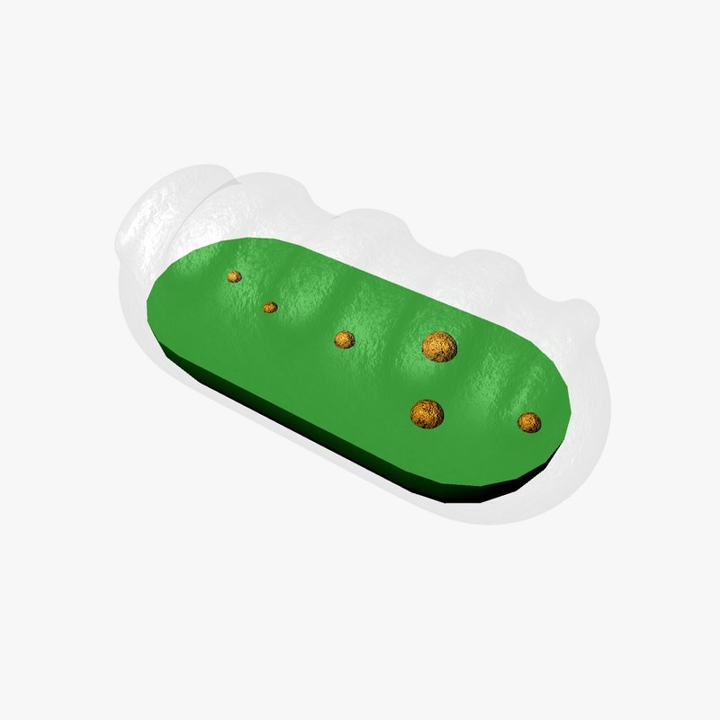3d model mitochondria biological cell