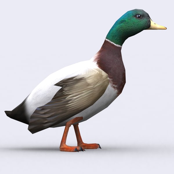 Duck 3D Models for Download | TurboSquid