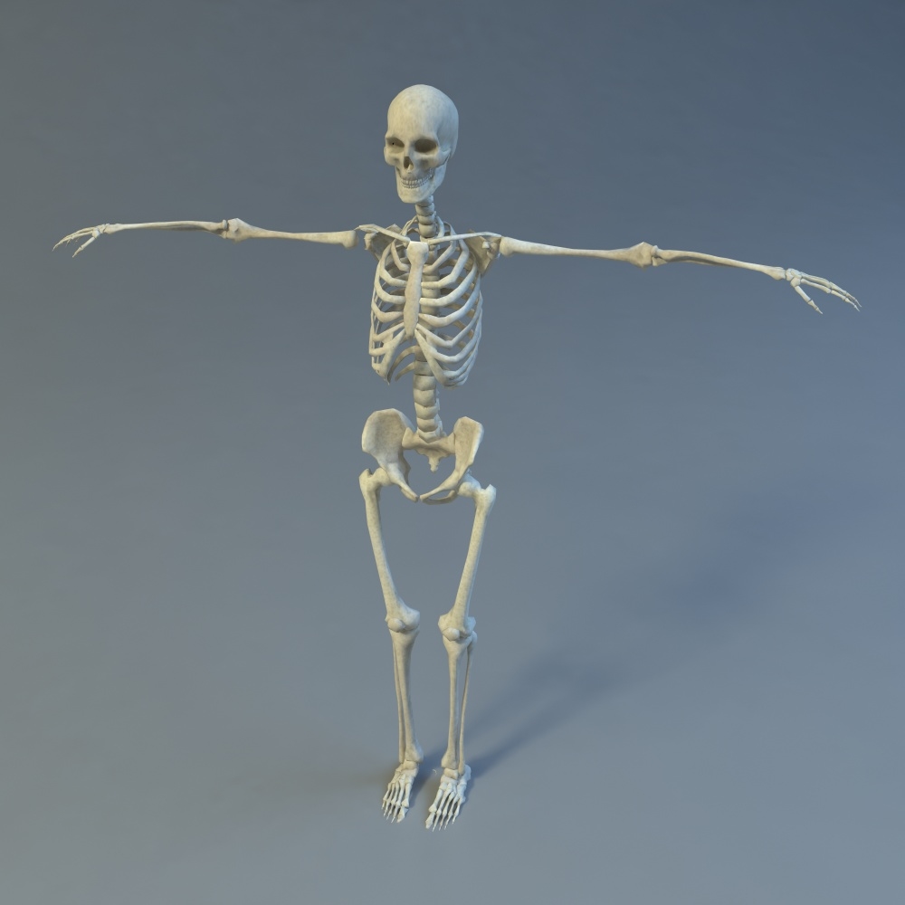 skeleton 3d 3ds