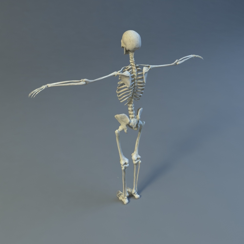skeleton 3d 3ds