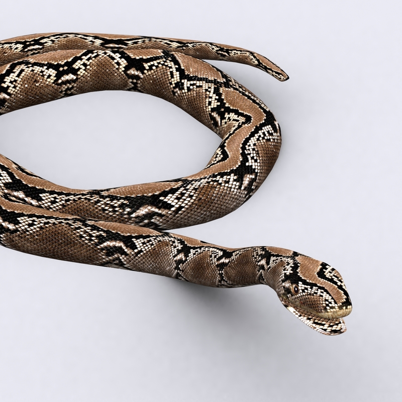 3d snake model