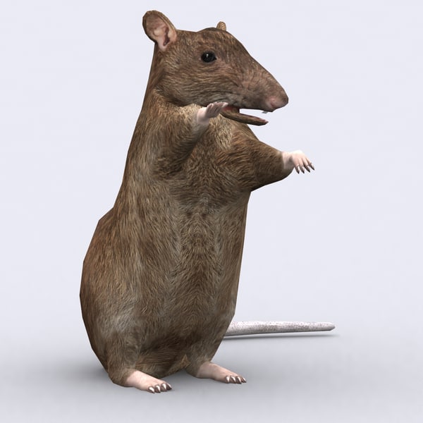 Animated Rat 3D Models for Download | TurboSquid