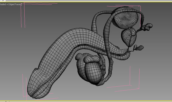 male reproductive 3ds