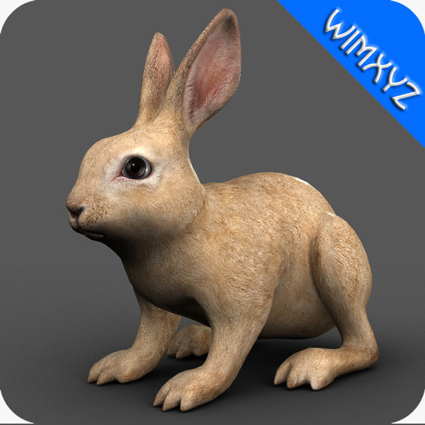 3d model rabbit https://static.turbosquid.com/Preview/2015/04/05__13_19 ...