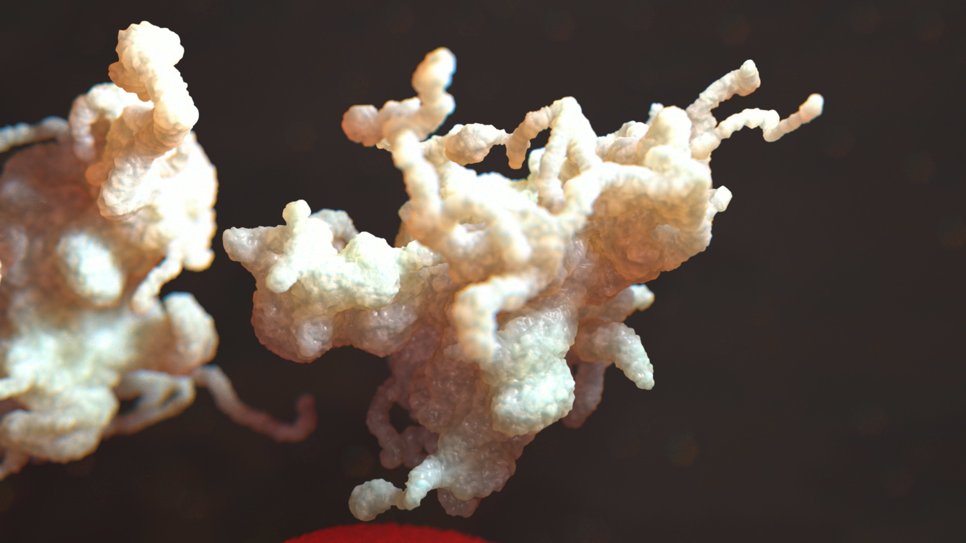 3d blood cells erythrocyte leukocyte