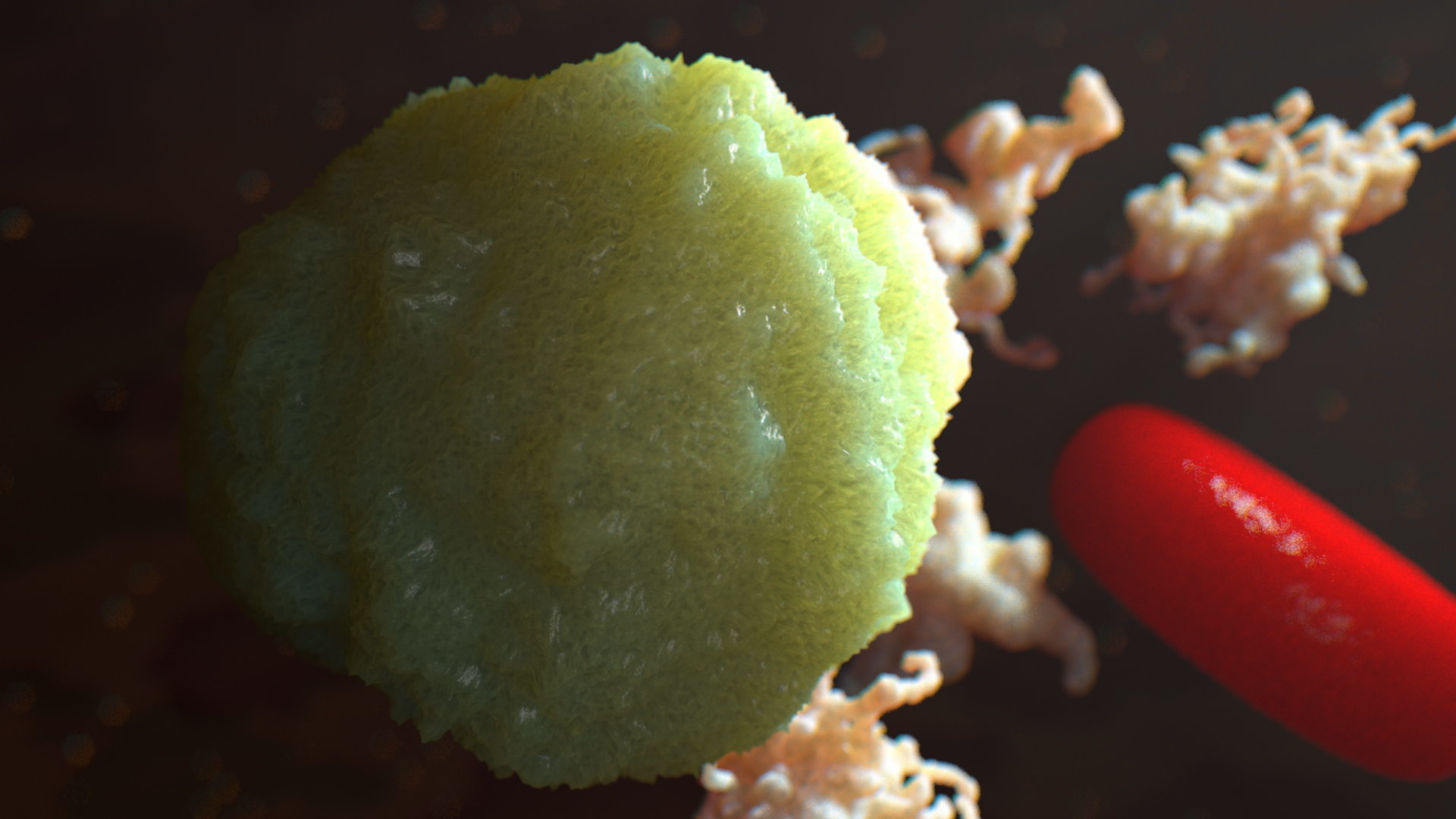 3d blood cells erythrocyte leukocyte