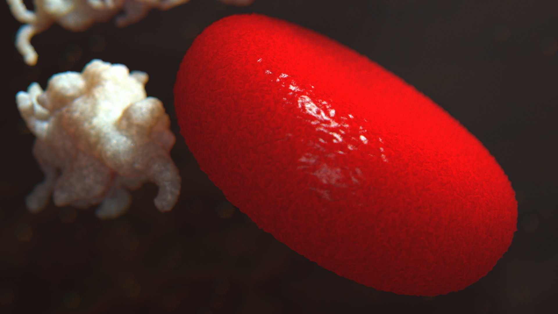 3d blood cells erythrocyte leukocyte