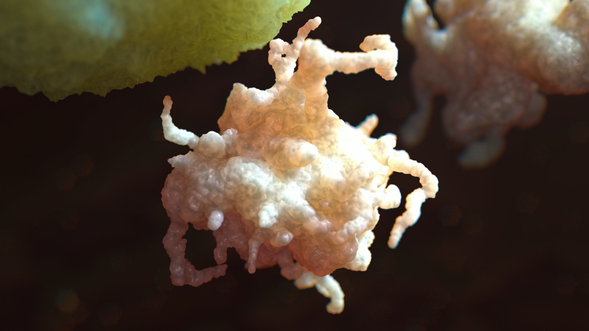 3d blood cells erythrocyte leukocyte