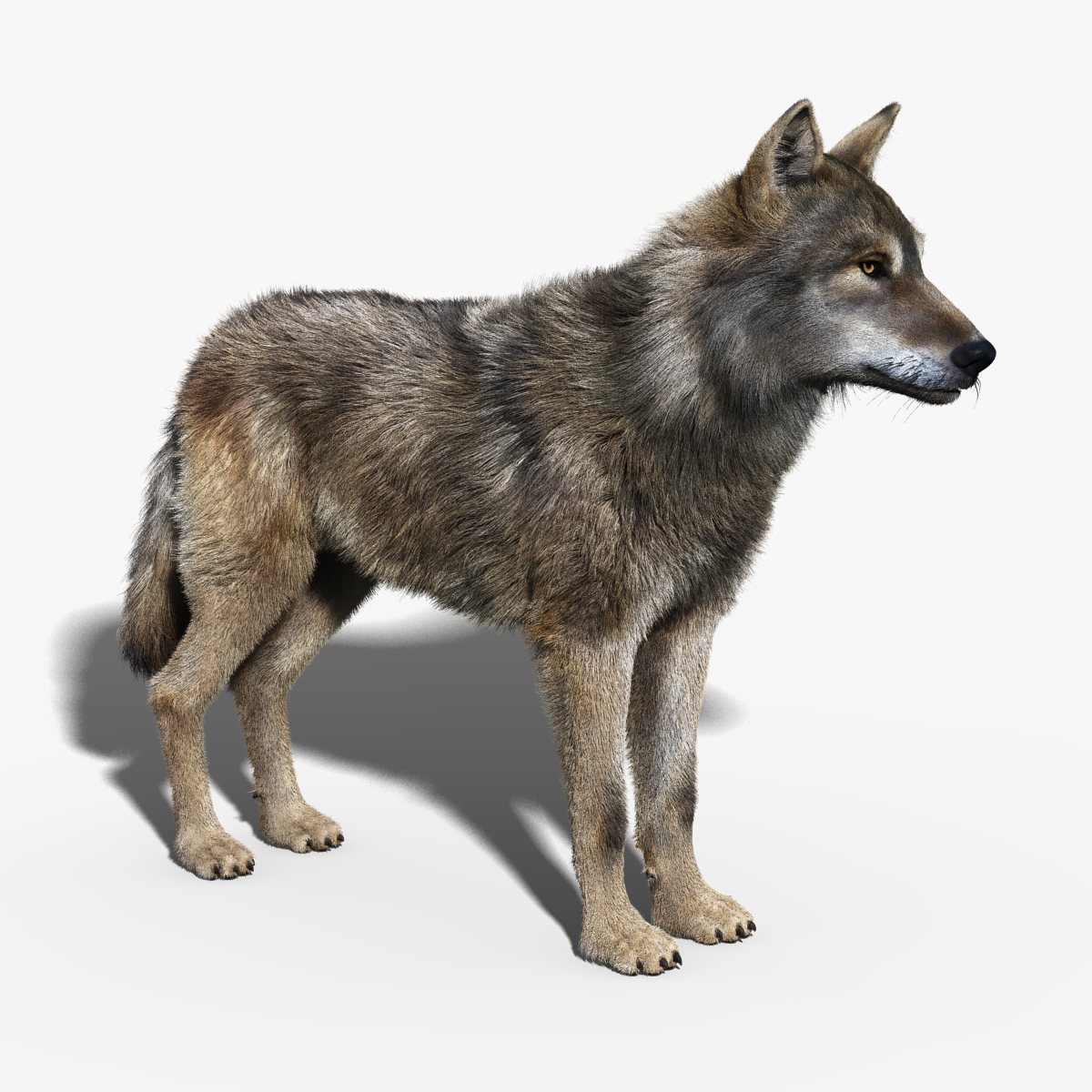 gray wolf fur rigged max