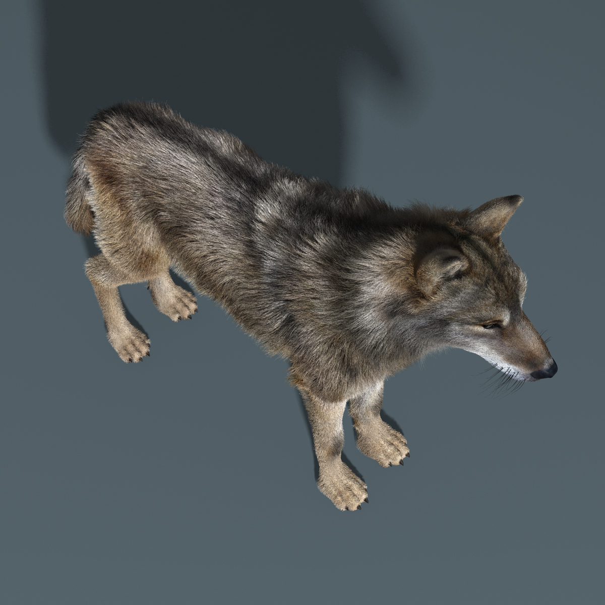 gray wolf fur rigged max