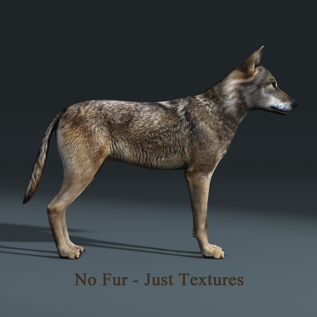 gray wolf fur rigged max