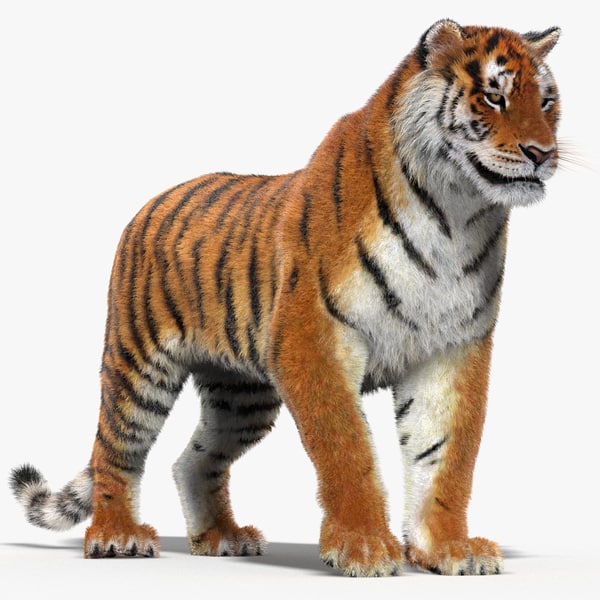 Free 3D Tiger Models | TurboSquid