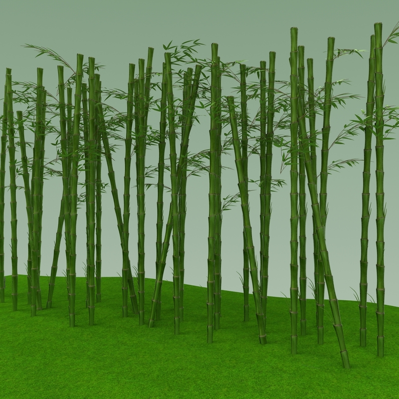 bamboo tree 3d model