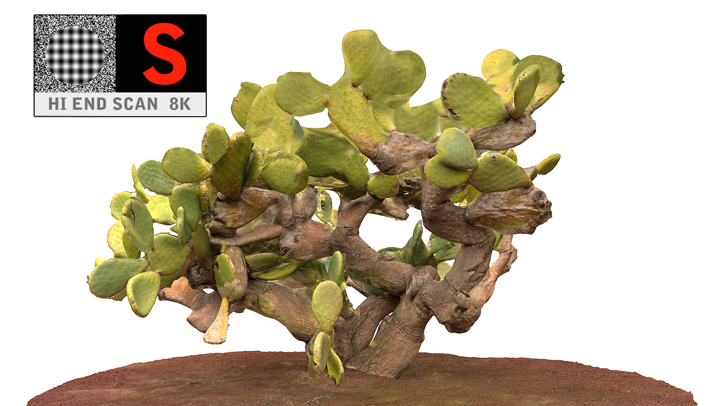 3d model real cactus 8k