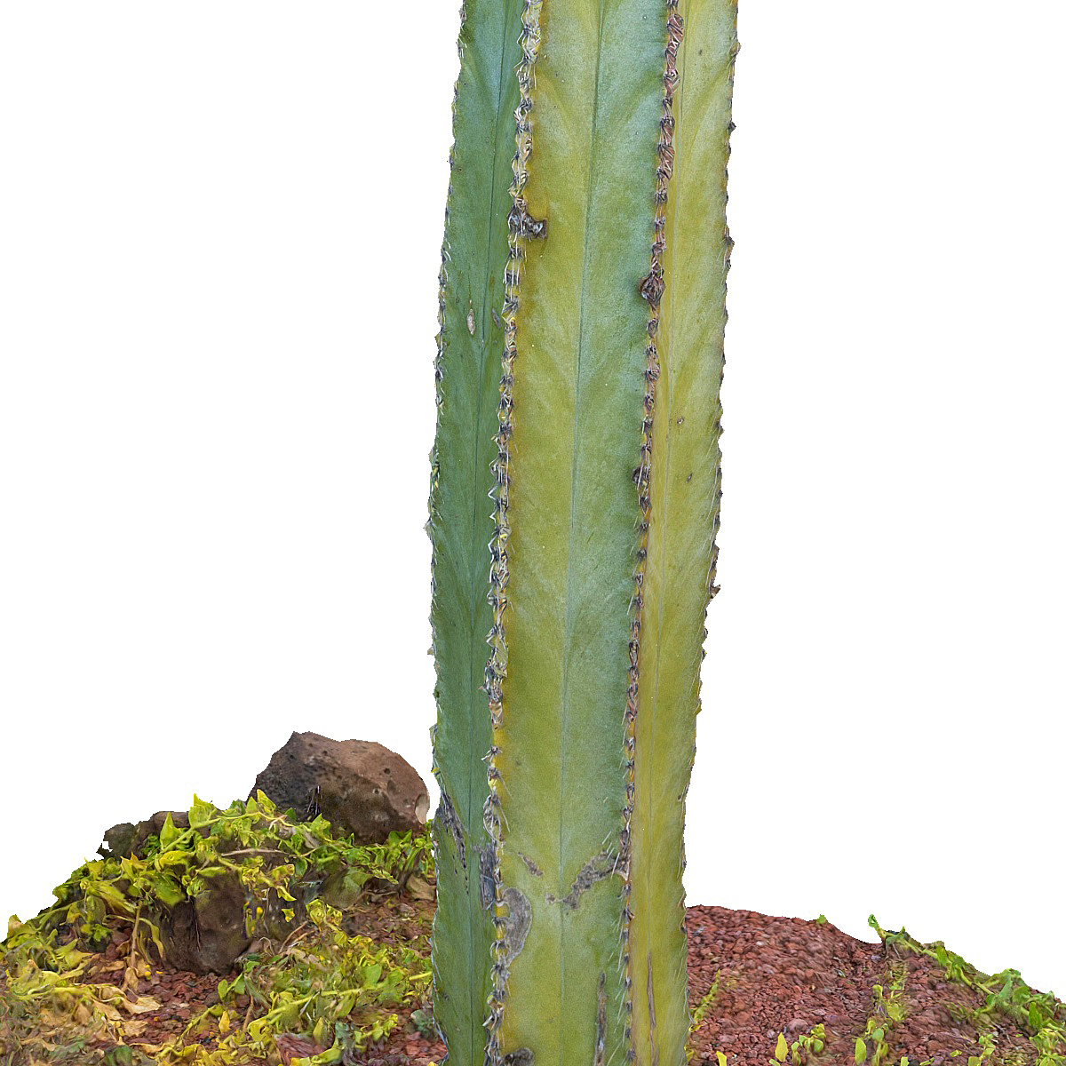real cactus 8k max