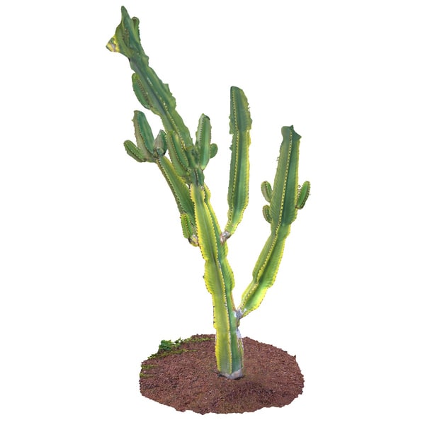 real cactus 8k obj