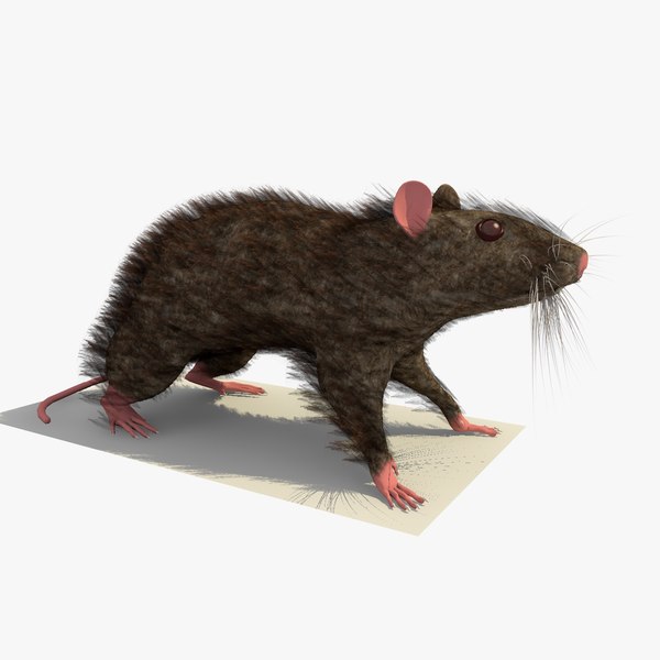 Rato / Rato Pose Marrom em Pé 2 Modelo 3D - TurboSquid 913810