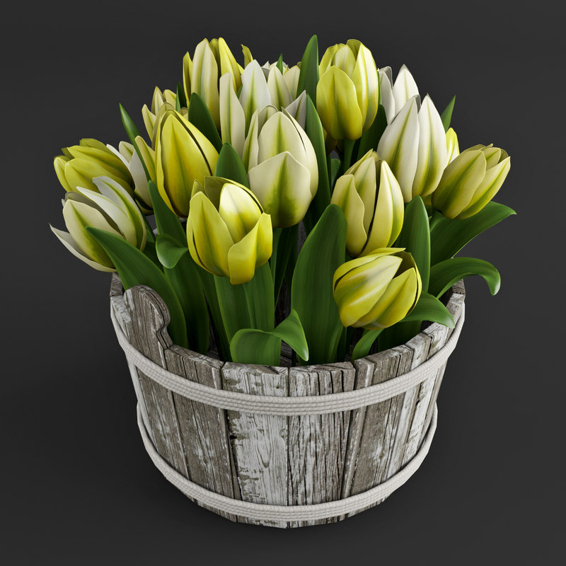 tulips plant 3d model